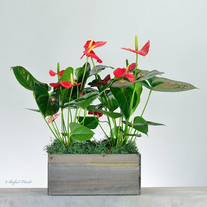 Flowering Tropical House Plants